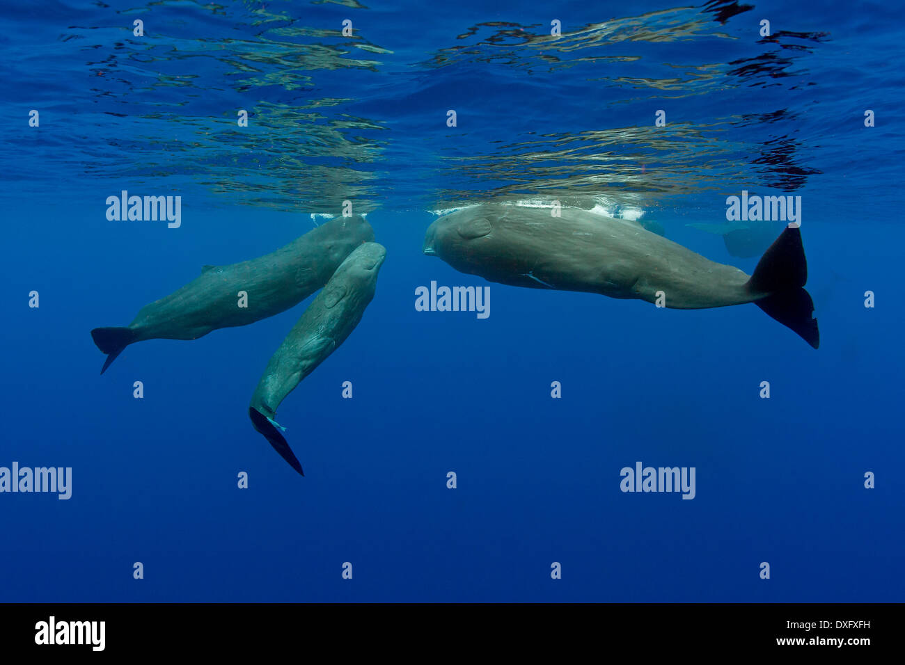 Social bahavior of Sperm Whale, Physeter macrocephalus, Caribbean Sea ...