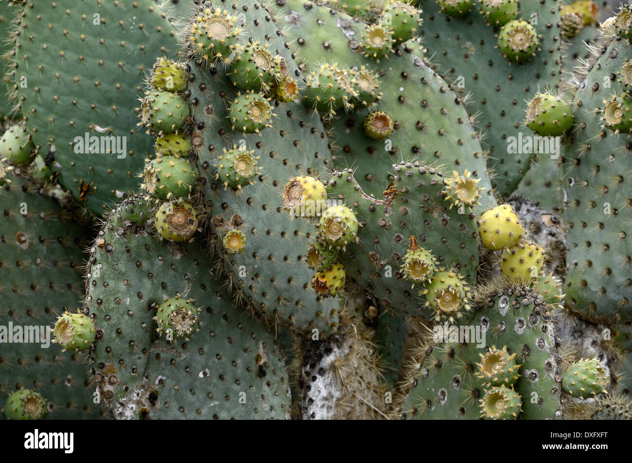 Galapagos Prickly Pear Cactus, Isabela Island, Galapagos Islands ...