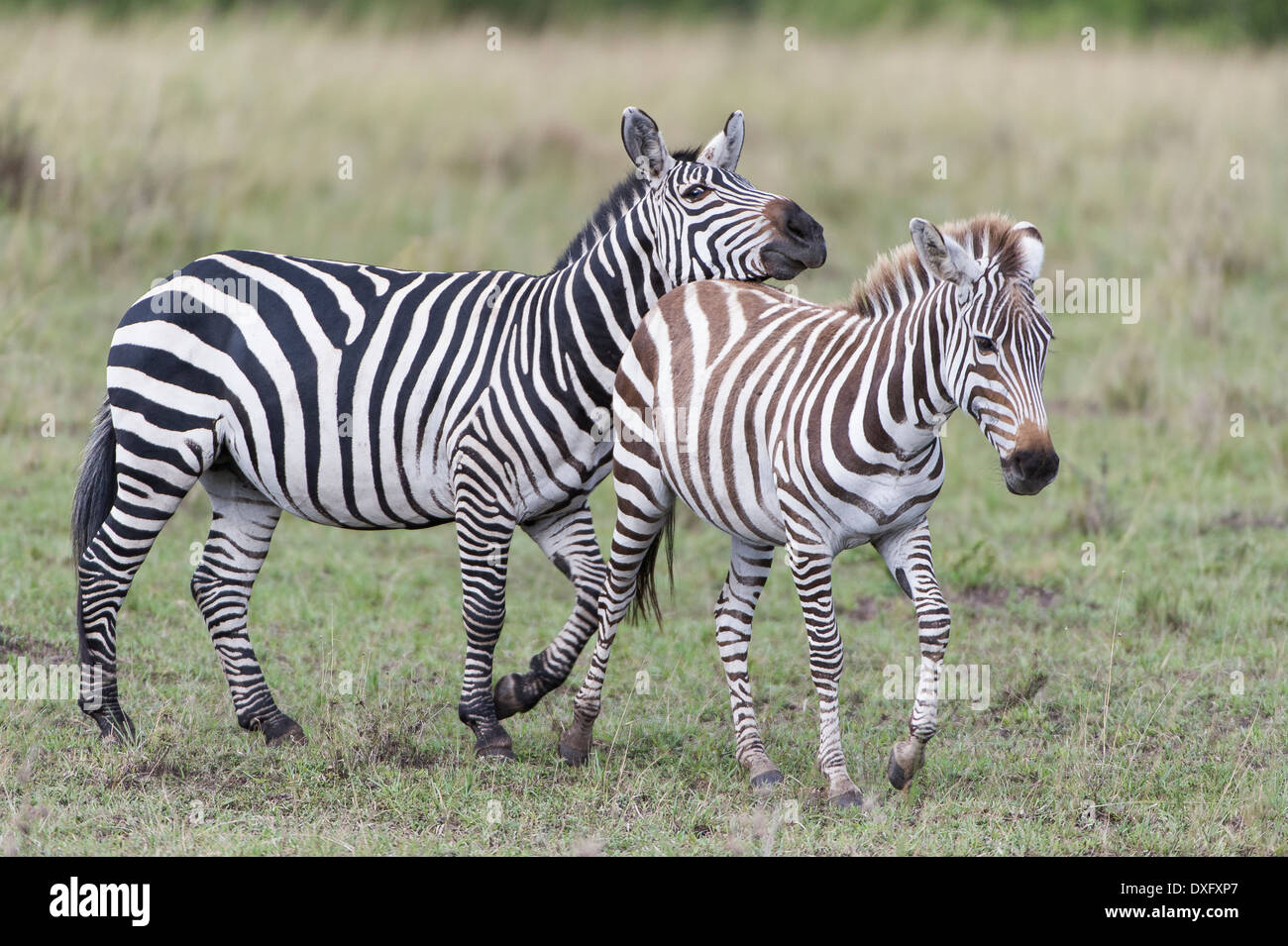 Plains zebra known common hi-res stock photography and images - Alamy