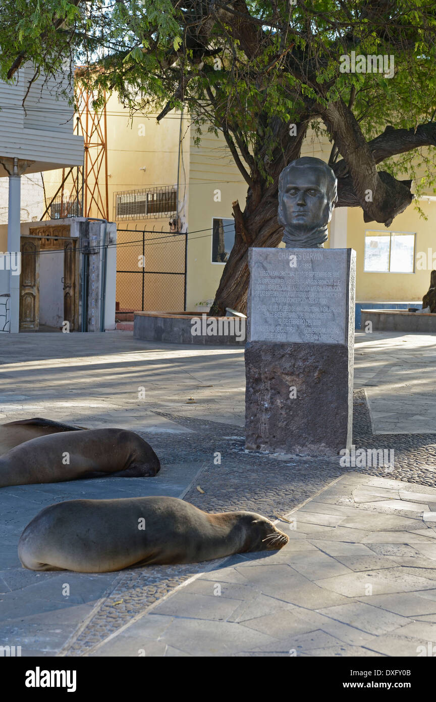 Galapagos Sea Lion Charles Darwin monument Puerto Baquerizo Moreno San ...