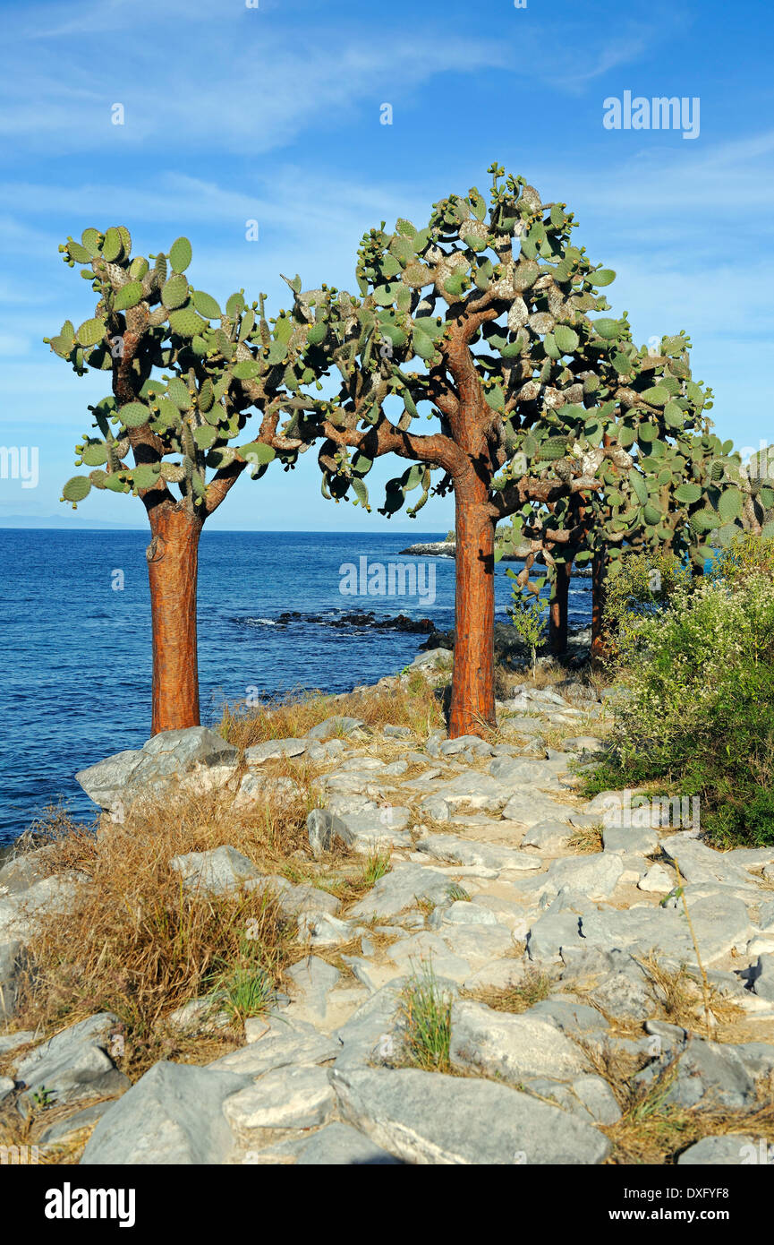 Galapagos Prickly Pear Cacti, Santa Fe Island, Galapagos Islands ...