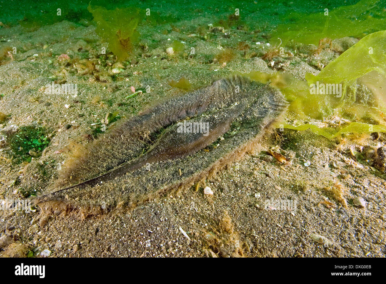 Ratfish Egg, Chimaeriformes, Valdes Peninsula, Patagonia, Argentina ...