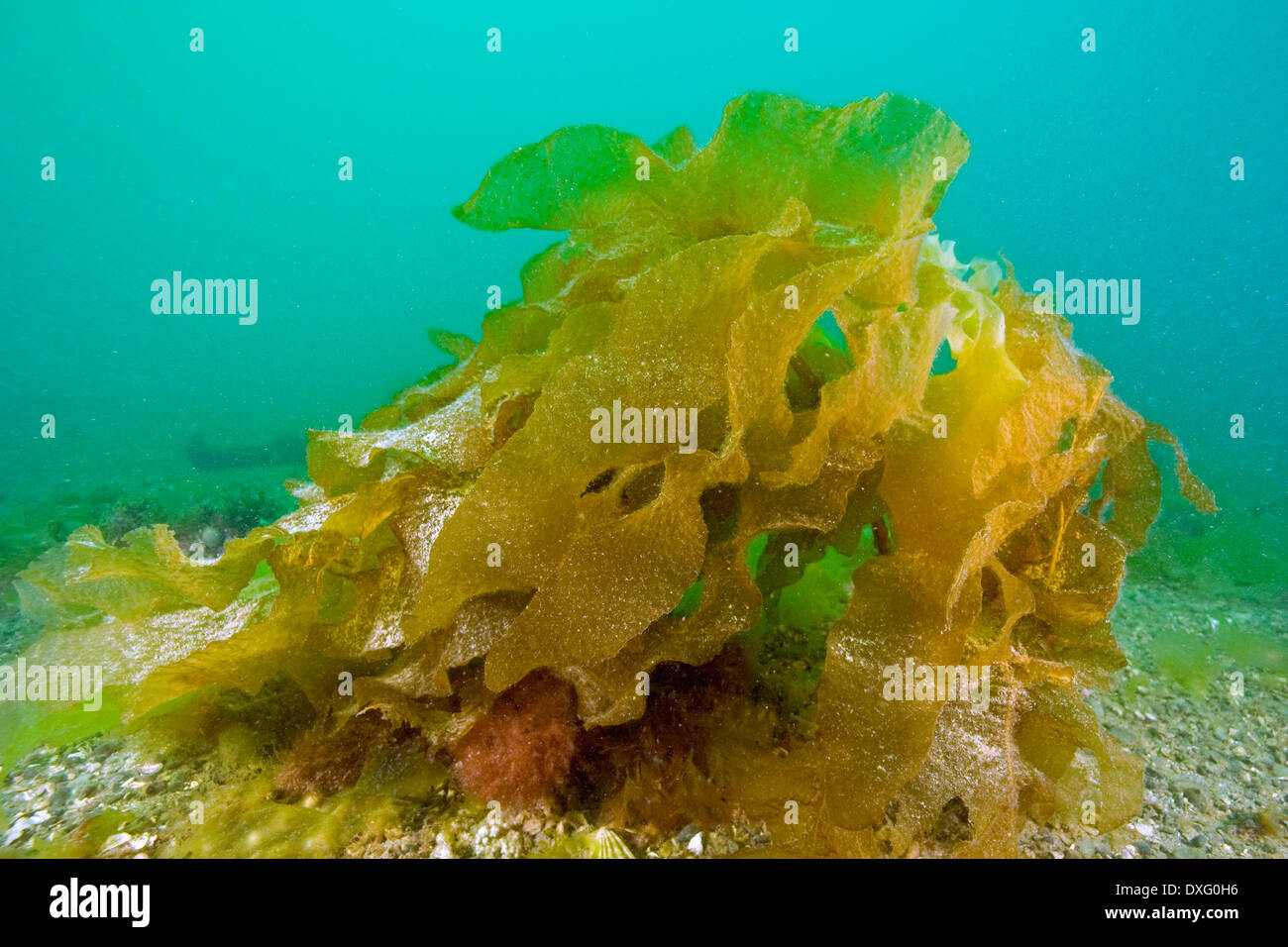 With brown algae hi-res stock photography and images - Alamy