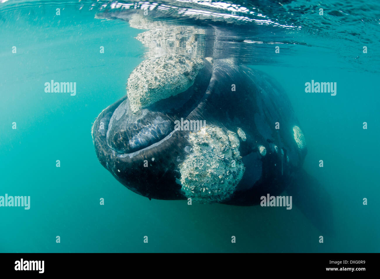 Southern Right Whale, Eubalaena australis, Valdes Peninsula, Patagonia ...