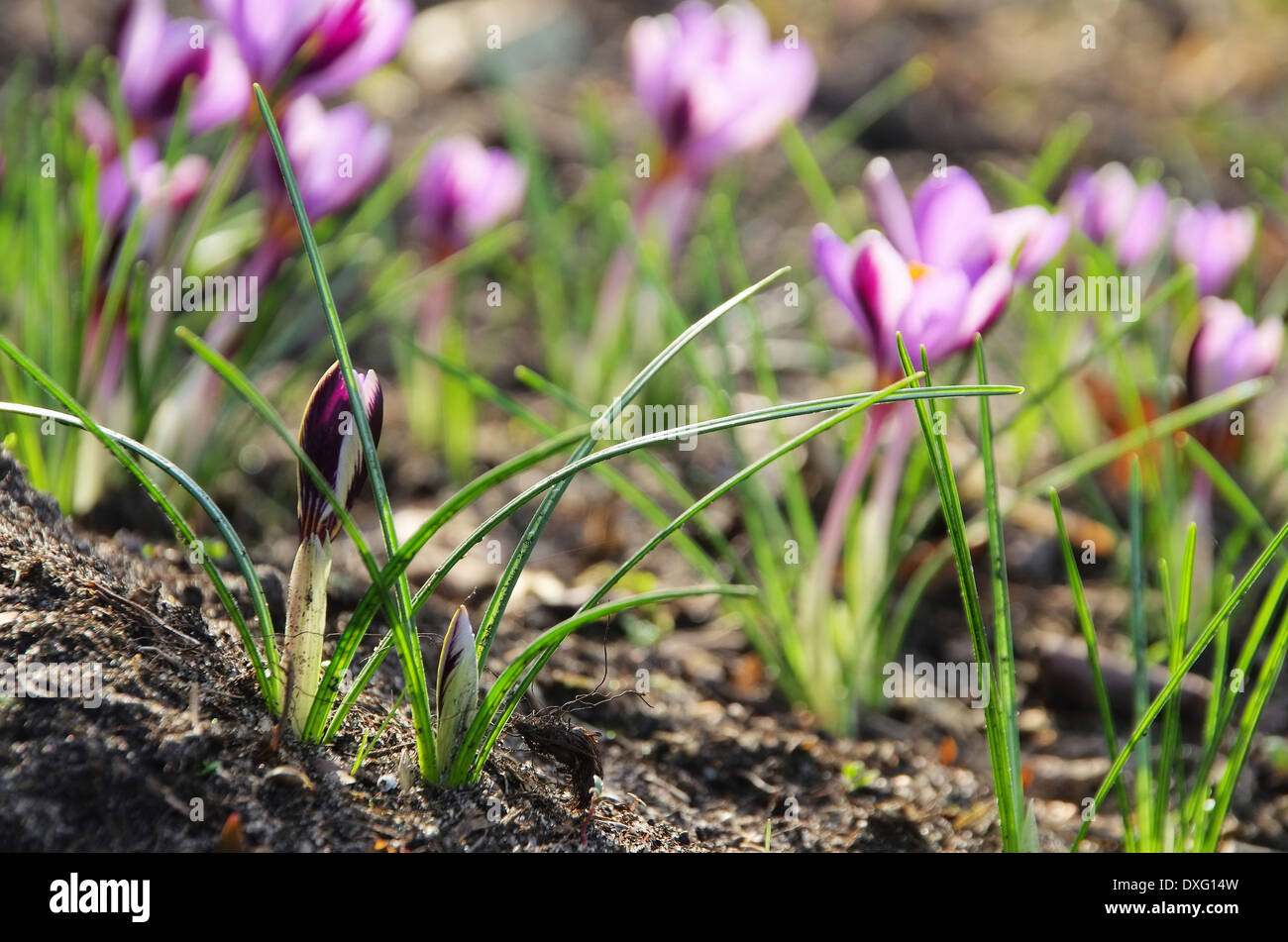 Lila krokus hi-res stock photography and images - Alamy