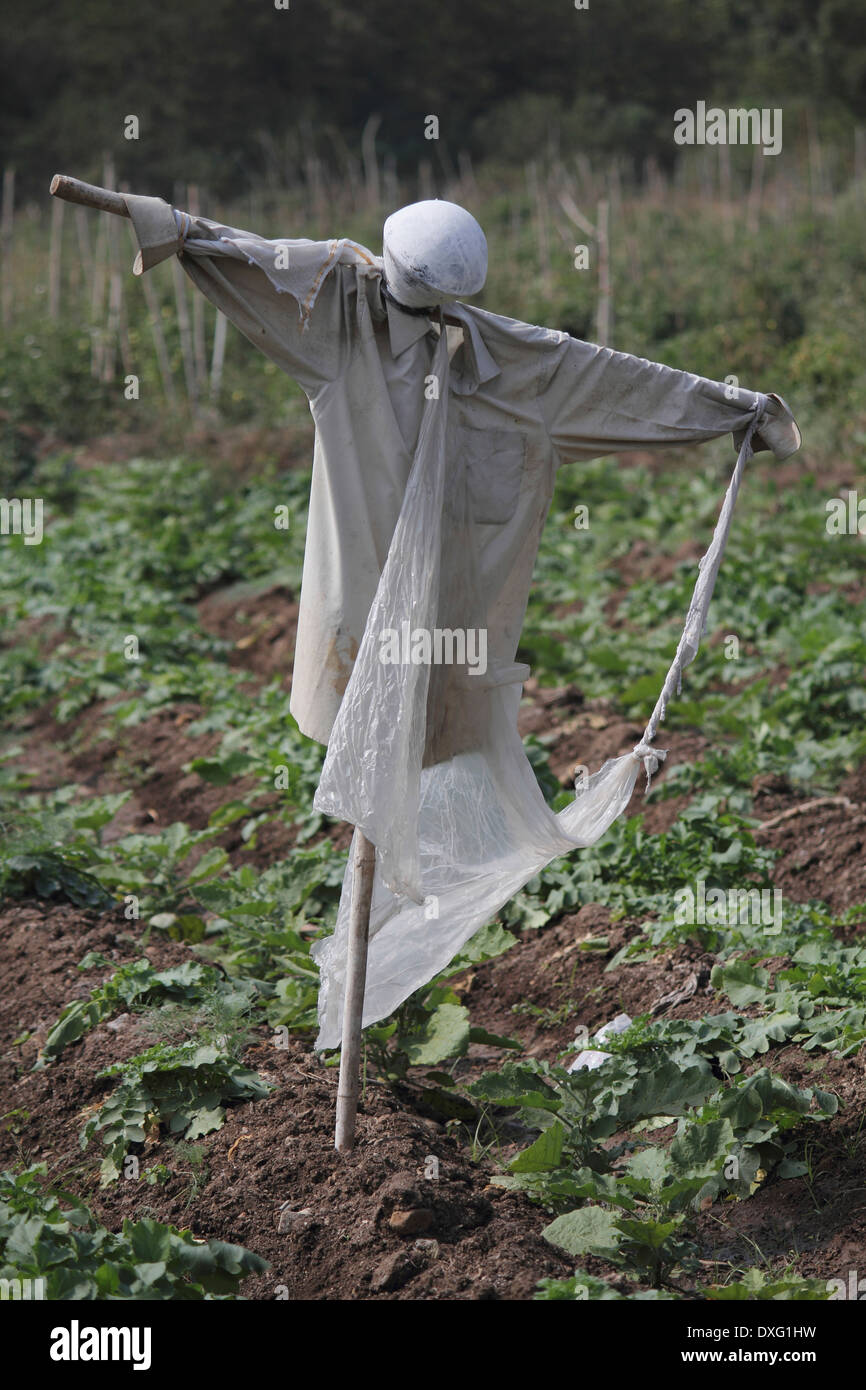 Male scarecrow hi-res stock photography and images - Alamy