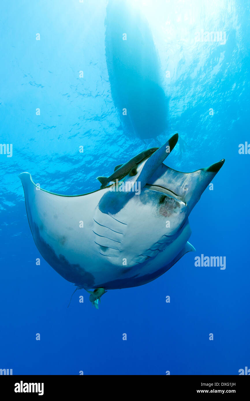 Sicklefin Manta, Mobula tarapacana, Princess Alice Bank, Pico, Azores ...