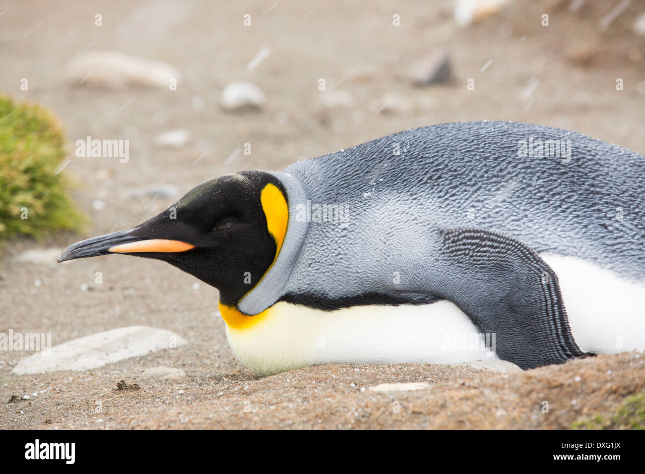 Fat penguin hi-res stock photography and images - Alamy