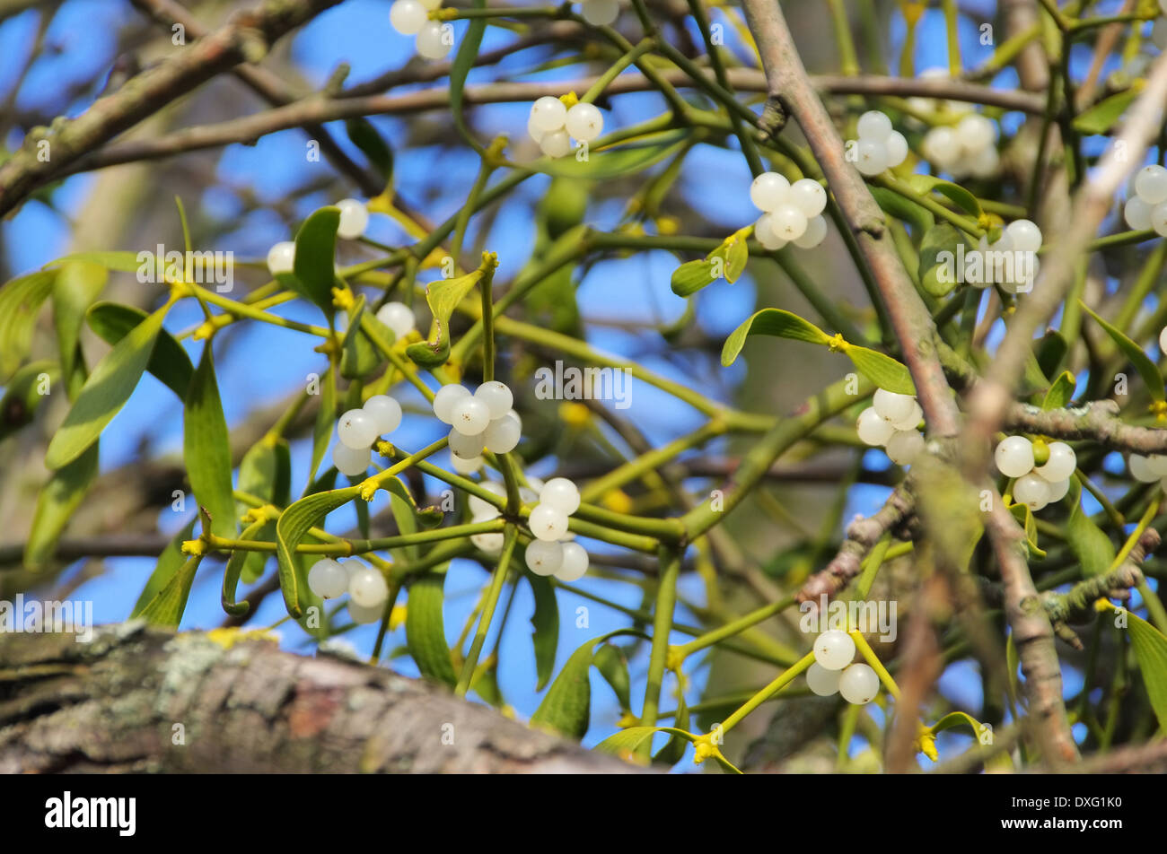Mistel hi-res stock photography and images - Alamy