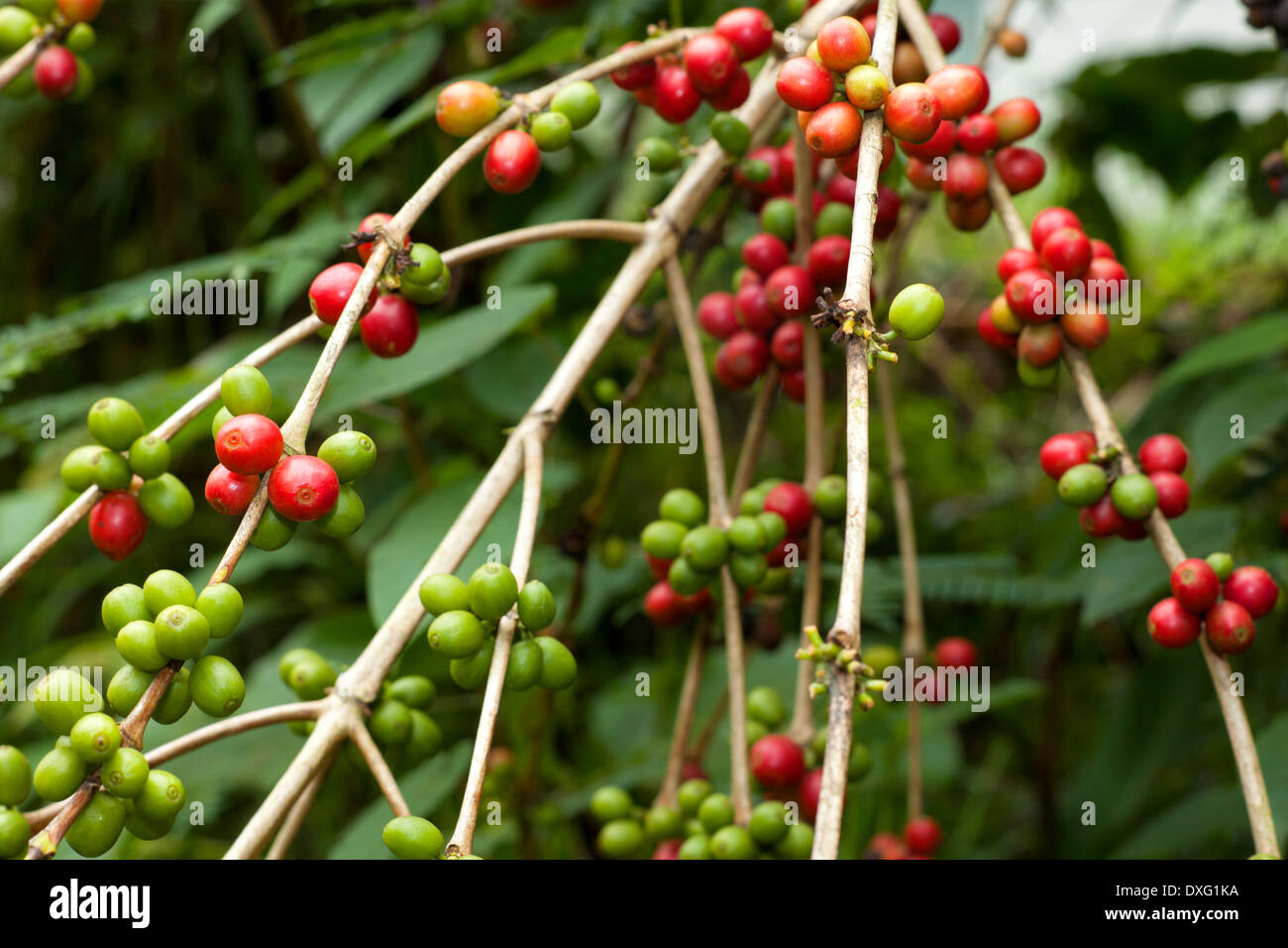 Coffee beans on trees Stock Photo - Alamy