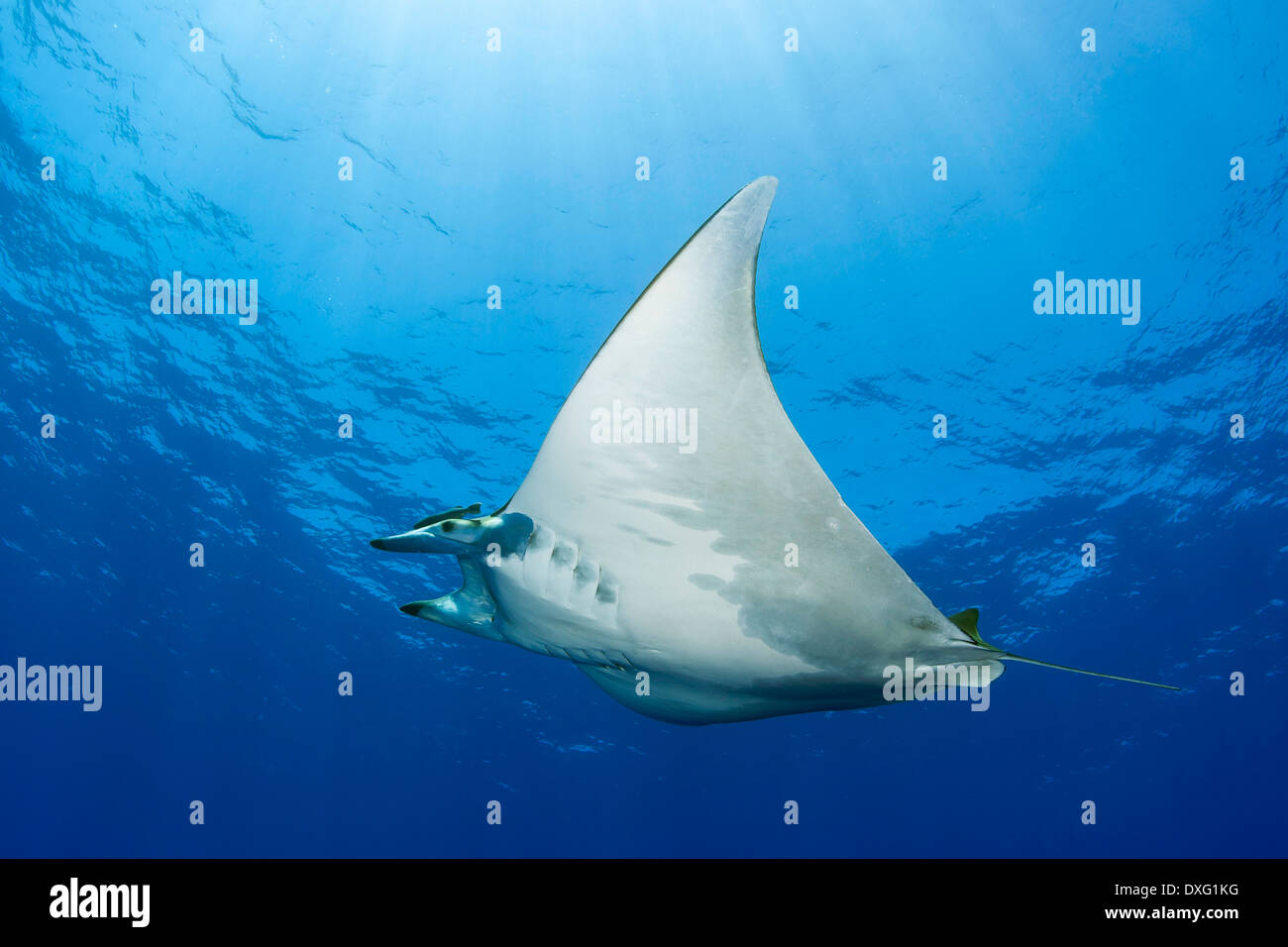 Sicklefin Manta, Mobula tarapacana, Princess Alice Bank, Pico, Azores ...