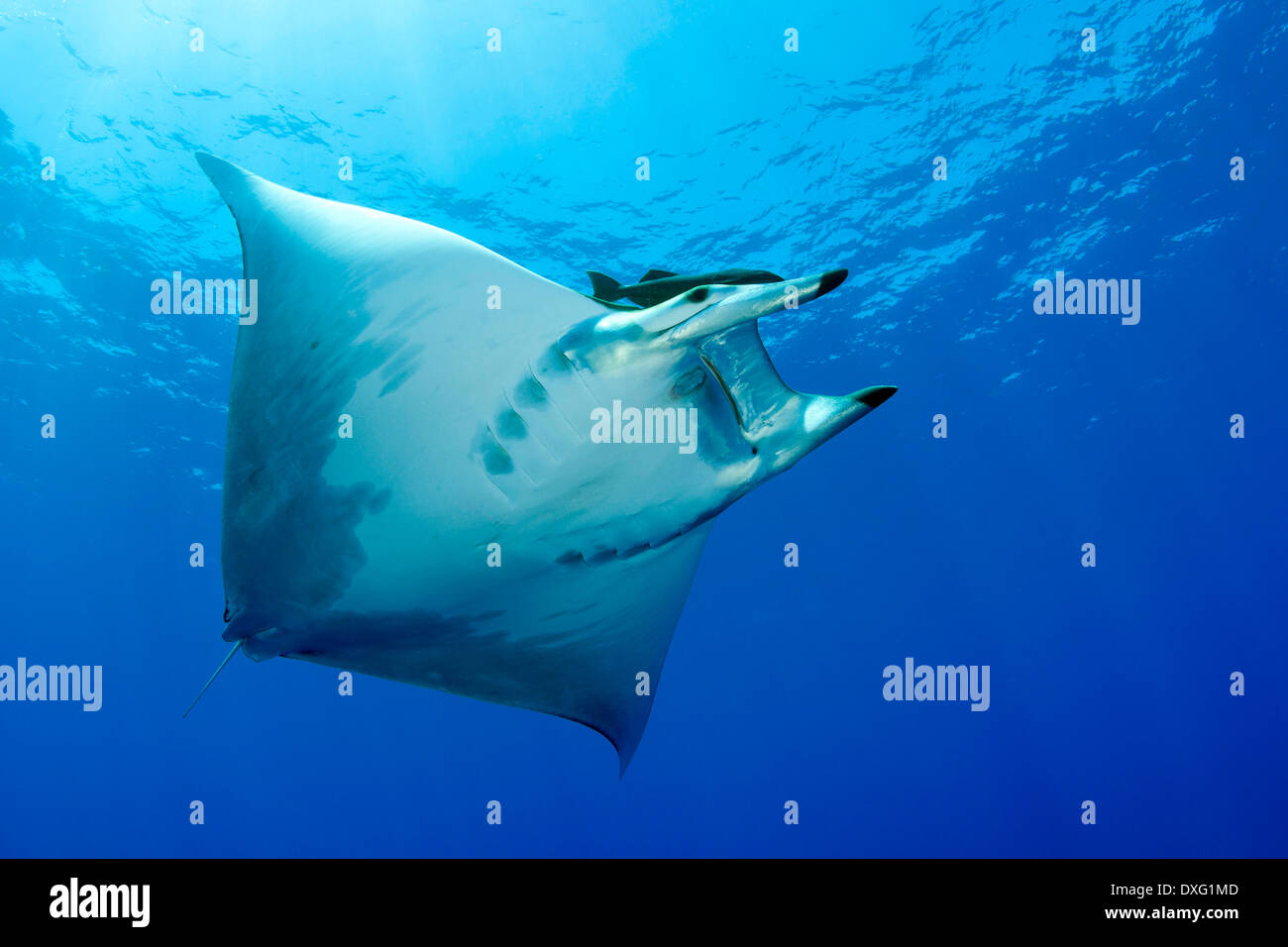 Sicklefin Manta, Mobula tarapacana, Princess Alice Bank, Pico, Azores ...