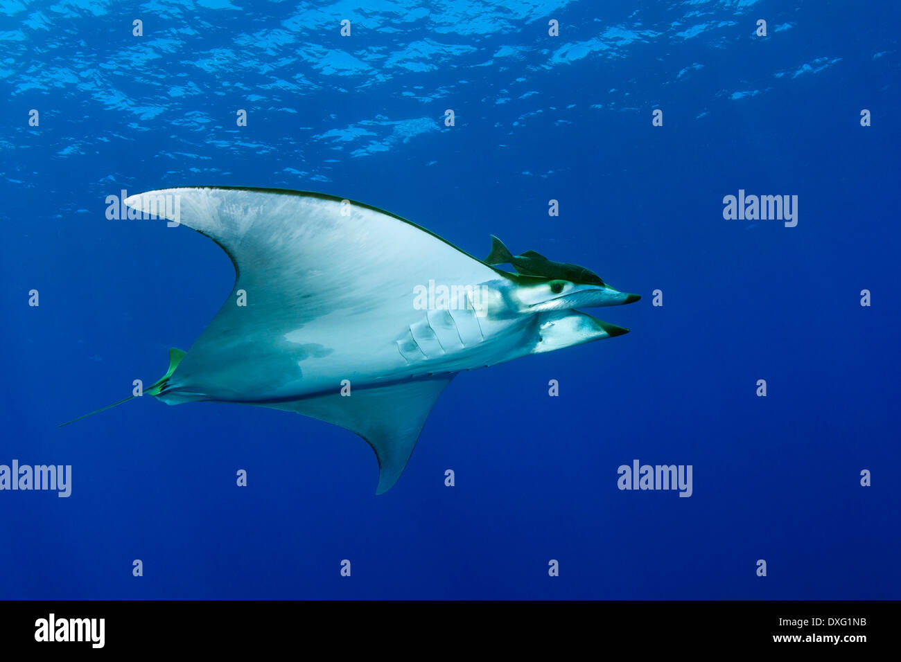Sicklefin Manta, Mobula tarapacana, Princess Alice Bank, Pico, Azores ...