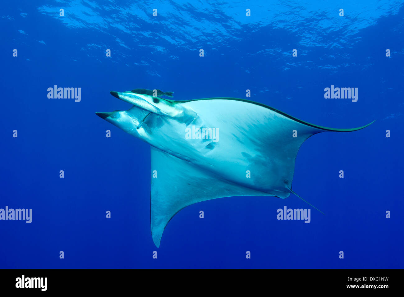 Sicklefin Manta, Mobula tarapacana, Princess Alice Bank, Pico, Azores ...