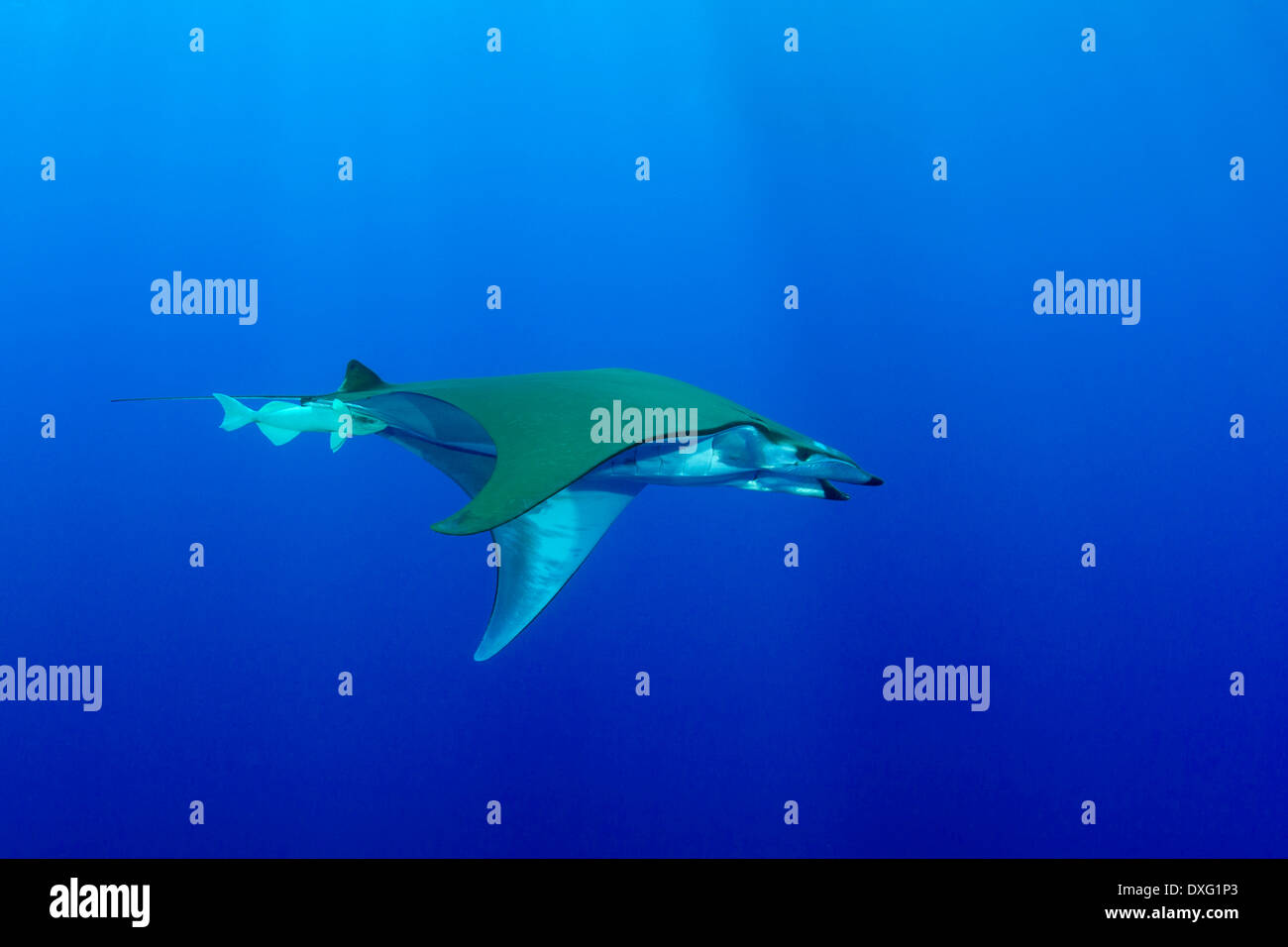 Princess alice azores hi-res stock photography and images - Alamy