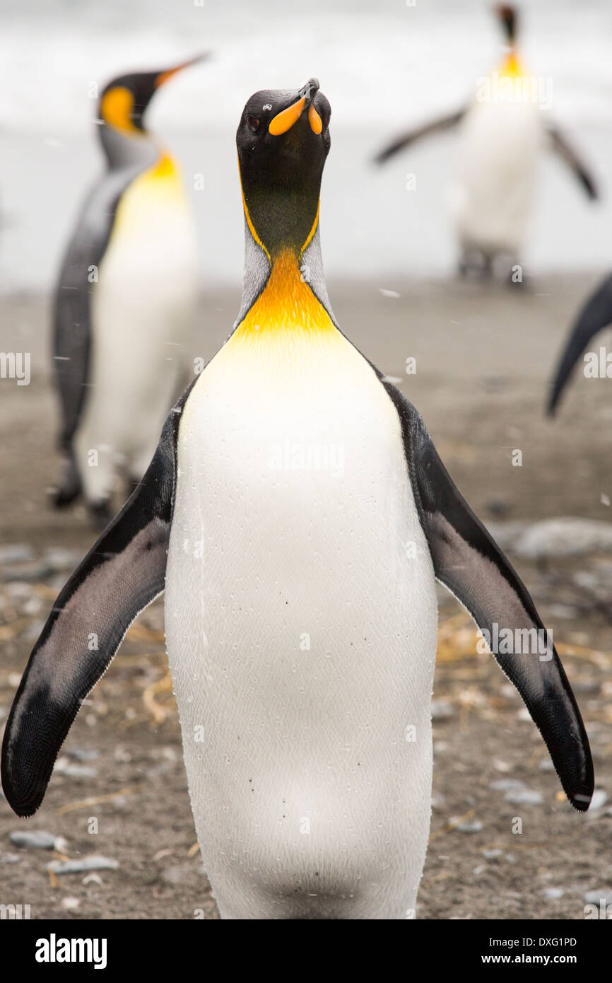 King Penguins in the world's second largest King Penguin colony on ...