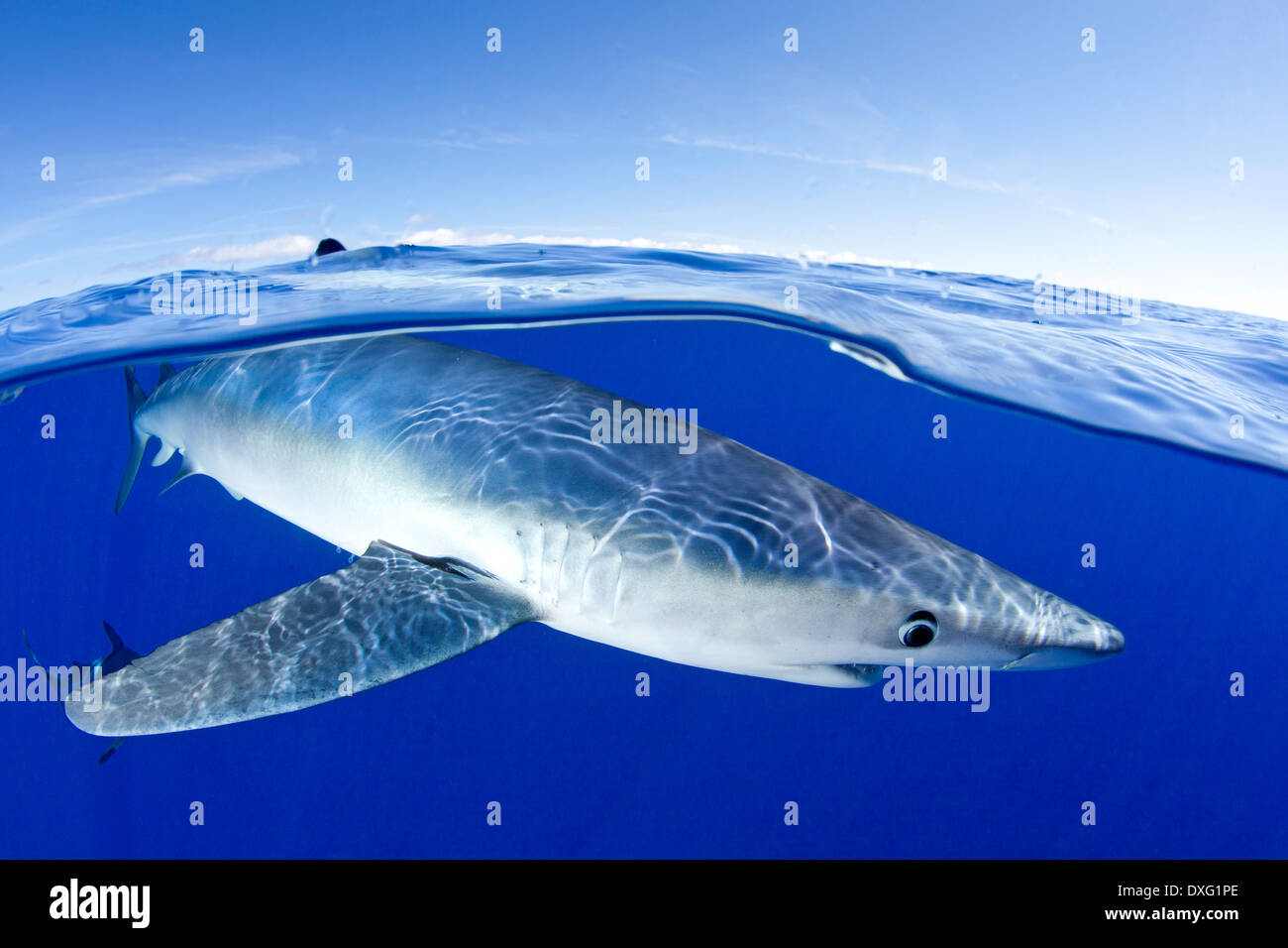 Blue Shark, Prionace glauca, Pico Island, Azores, Portugal Stock Photo ...