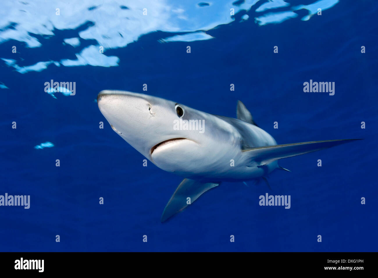 Blue Shark, Prionace glauca, Pico Island, Azores, Portugal Stock Photo ...