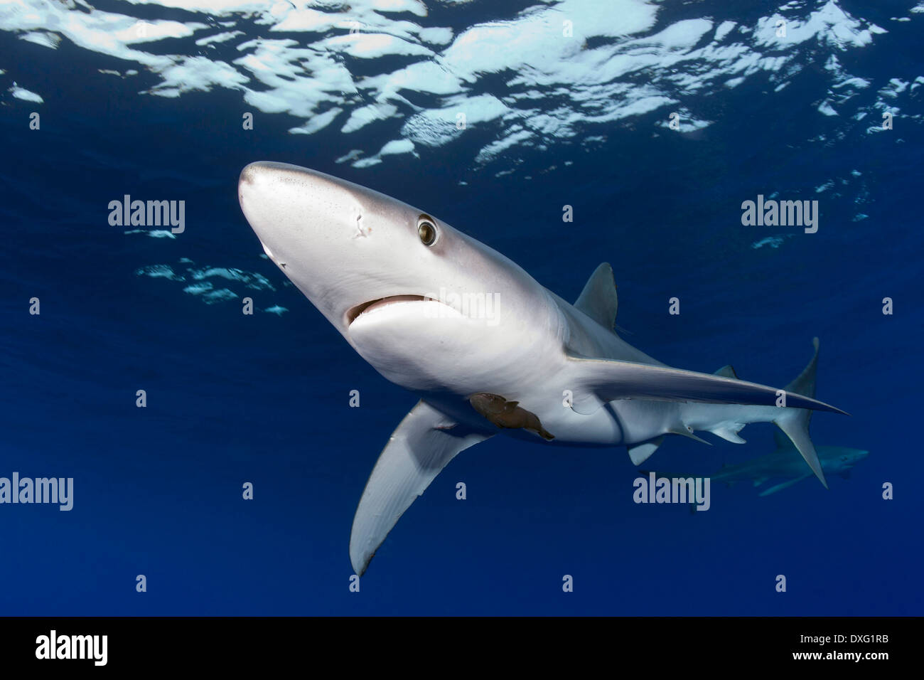 Blue Shark, Prionace glauca, Pico Island, Azores, Portugal Stock Photo ...