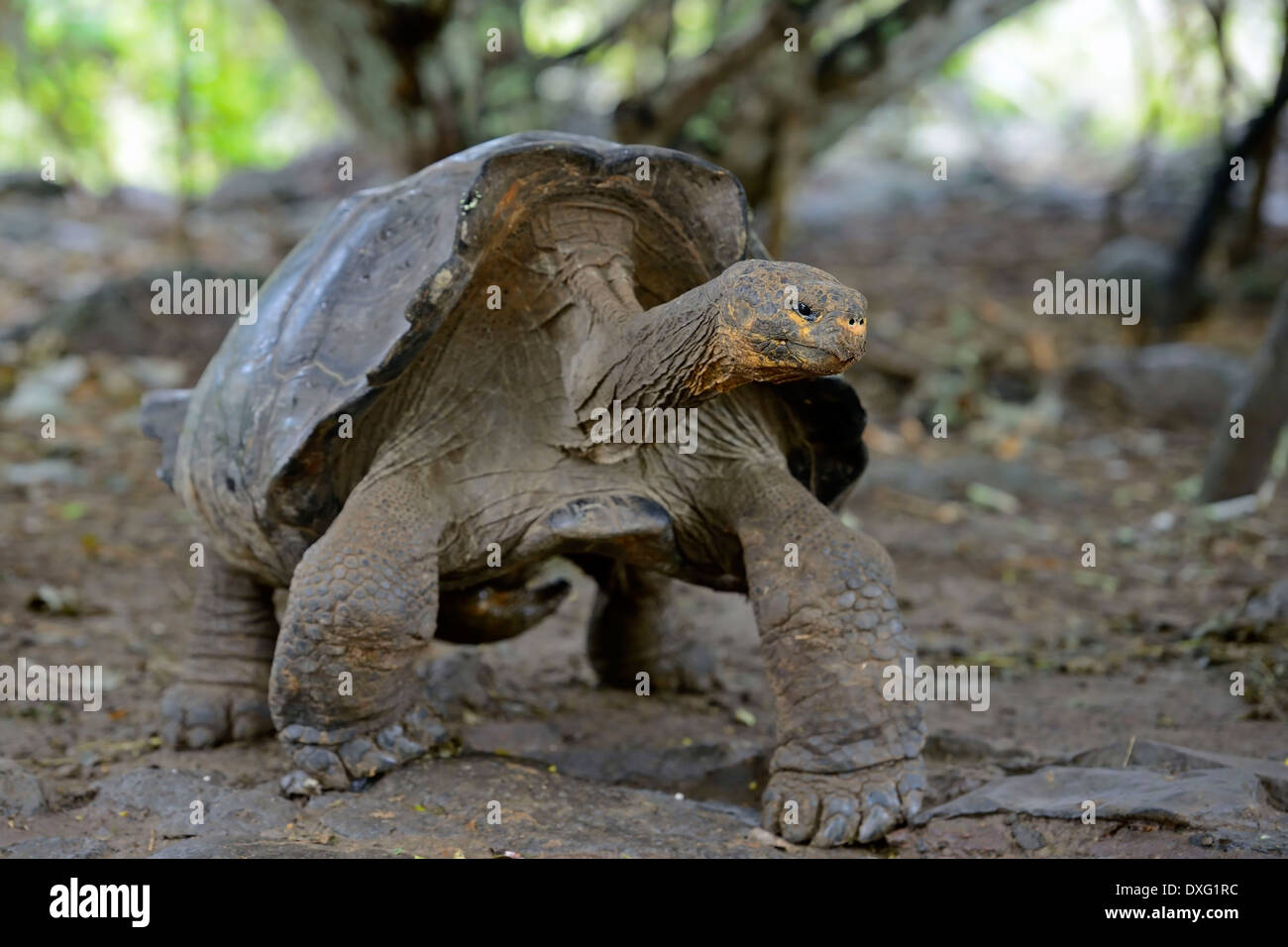 Galapagos Giant Tortoise San Cristobal Island subspecies Galapagos ...
