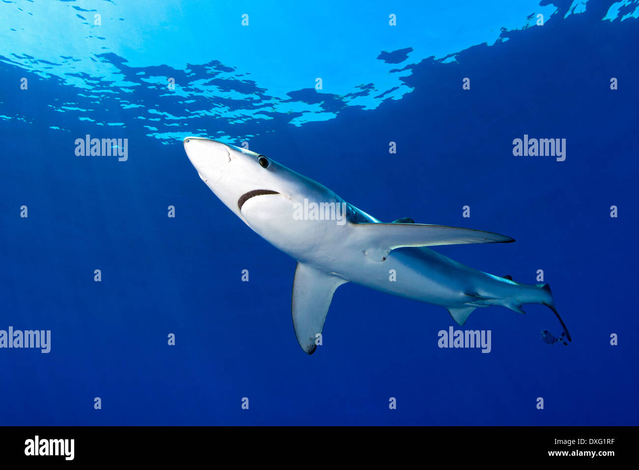 Blue Shark, Prionace glauca, Pico Island, Azores, Portugal Stock Photo ...