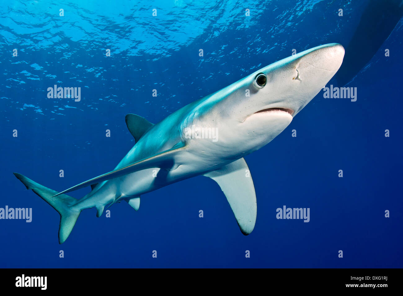 Blue Shark, Prionace glauca, Pico Island, Azores, Portugal Stock Photo ...
