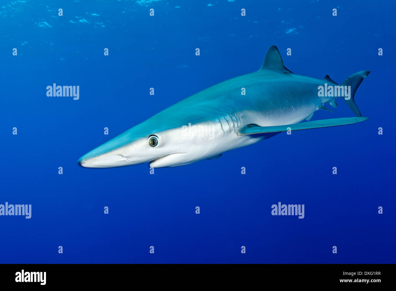 Blue Shark, Prionace glauca, Pico Island, Azores, Portugal Stock Photo ...