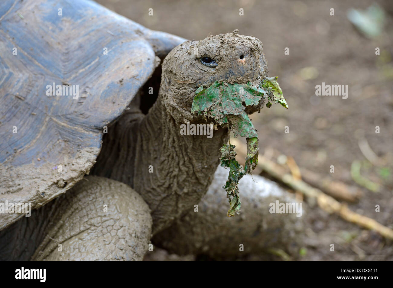 Galapagos Giant Tortoise San Cristobal Island subspecies Galapagos ...