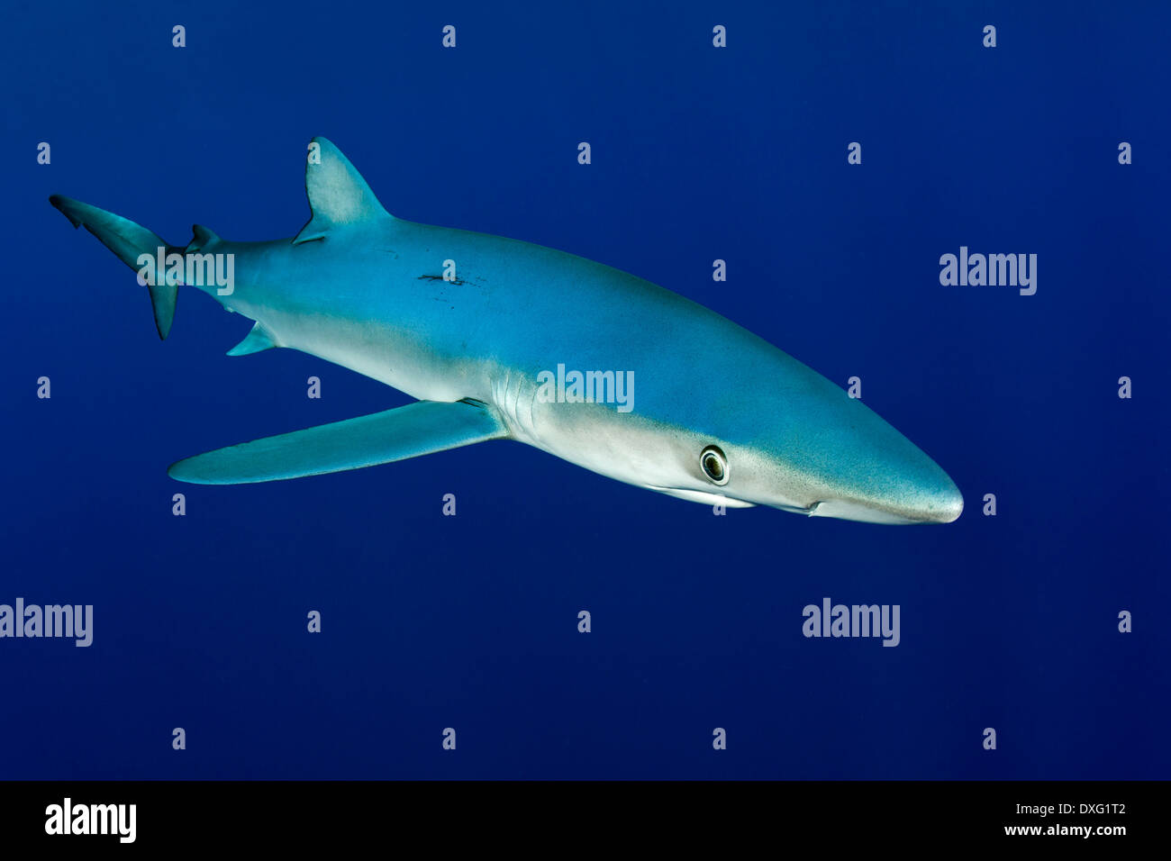 Blue Shark, Prionace glauca, Pico Island, Azores, Portugal Stock Photo ...