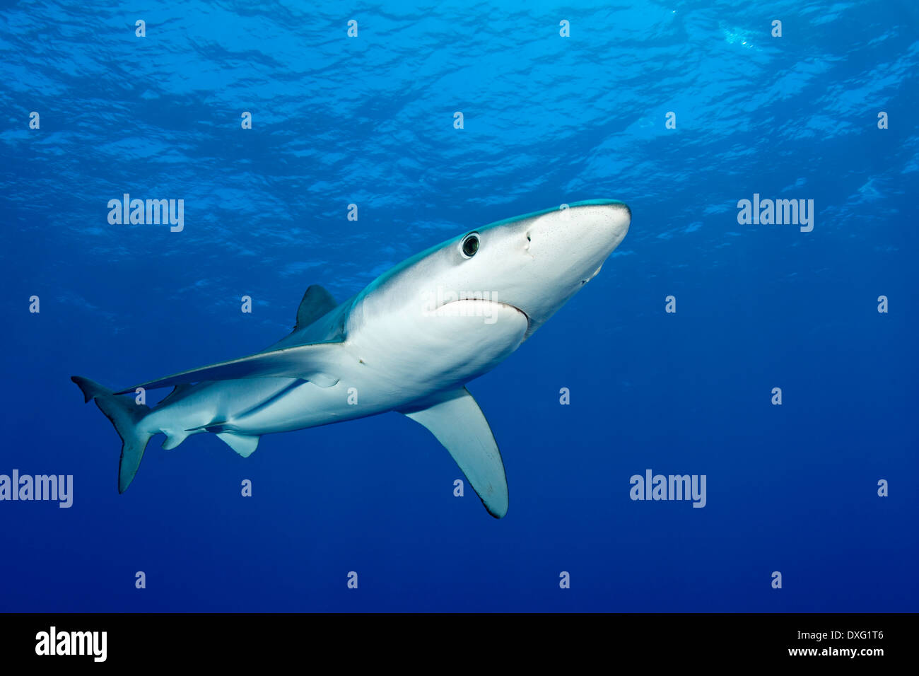 Blue Shark, Prionace glauca, Pico Island, Azores, Portugal Stock Photo ...