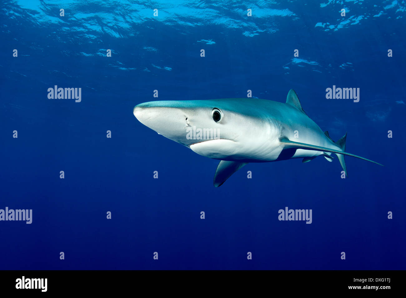 Blue Shark, Prionace glauca, Pico Island, Azores, Portugal Stock Photo ...