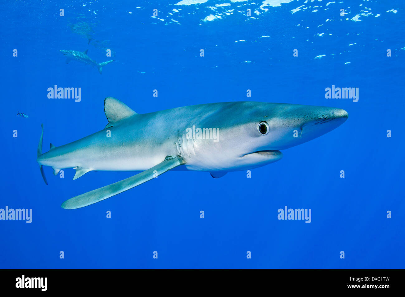 Blue Shark, Prionace glauca, Pico Island, Azores, Portugal Stock Photo ...