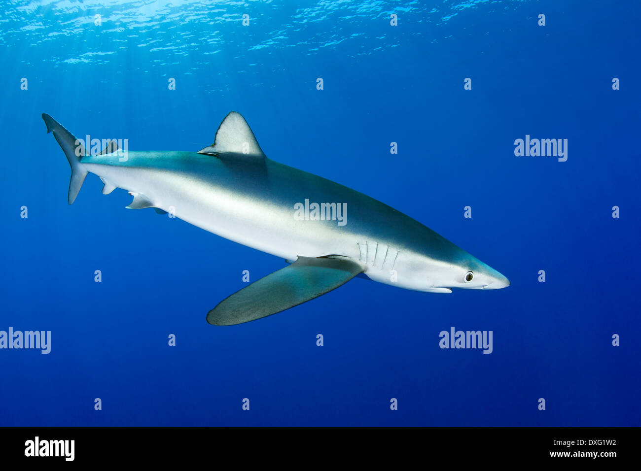 Blue Shark, Prionace glauca, Pico Island, Azores, Portugal Stock Photo ...
