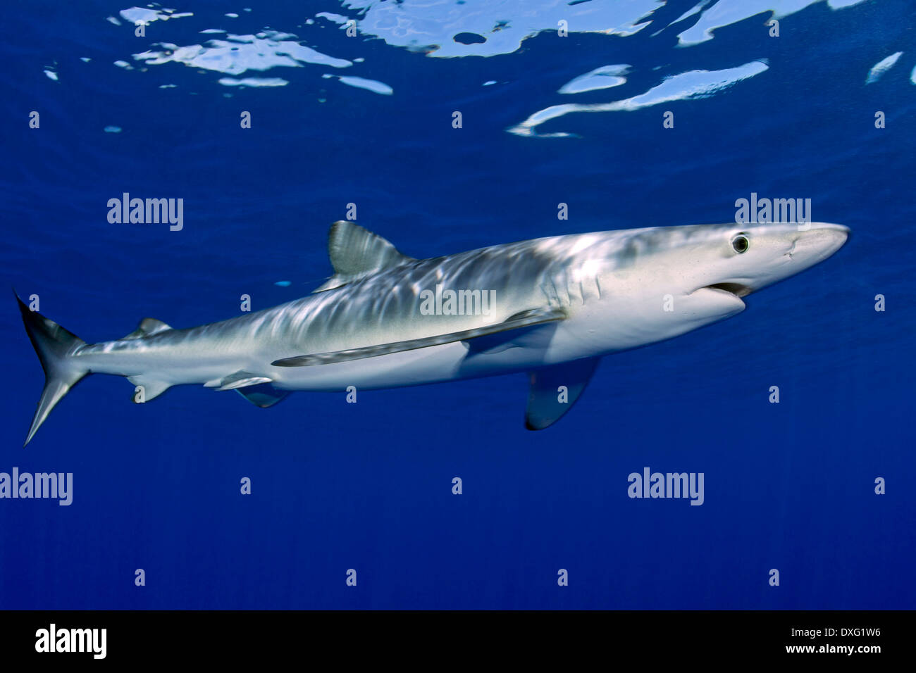 Blue Shark, Prionace glauca, Pico Island, Azores, Portugal Stock Photo ...