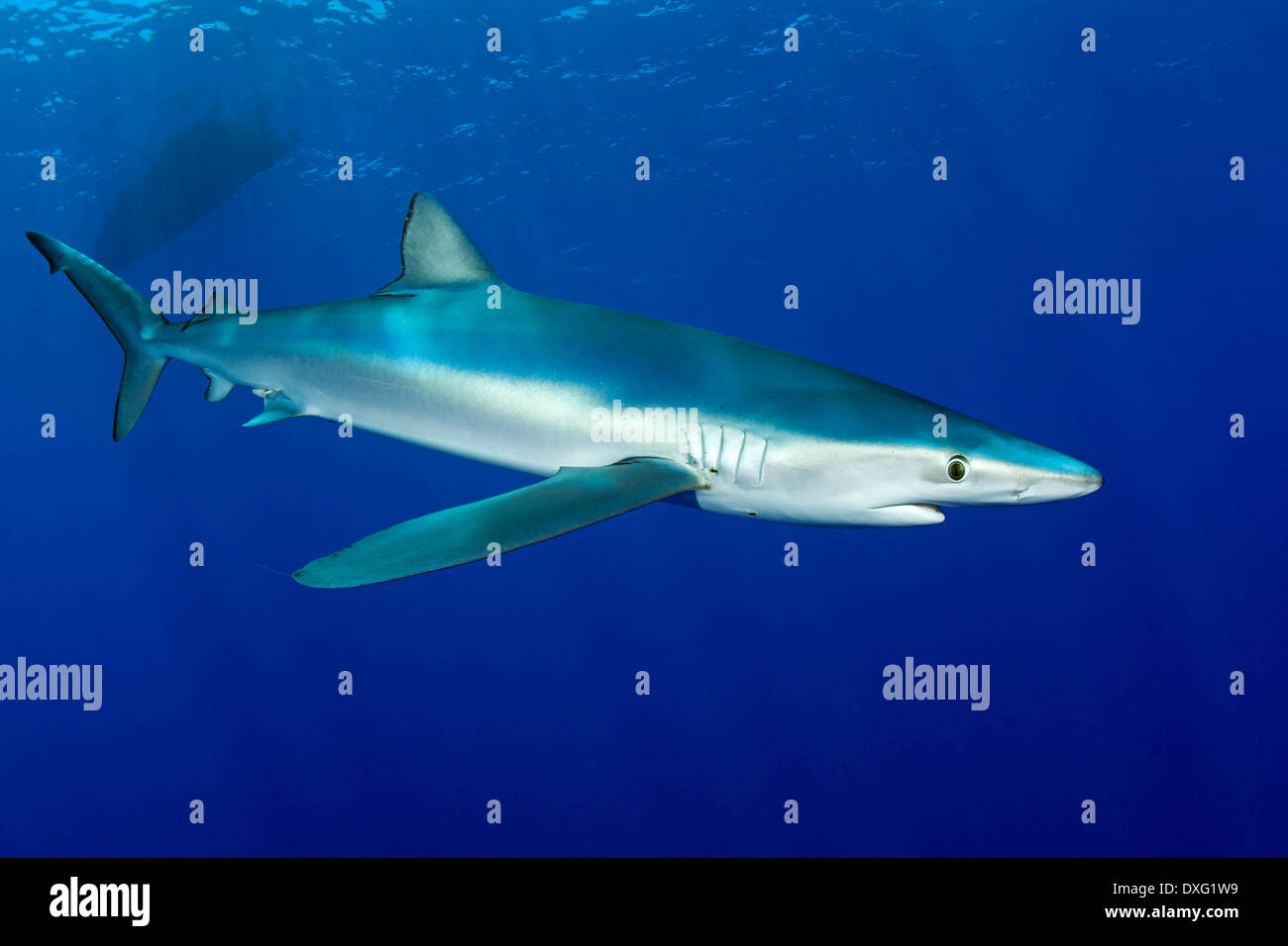 Blue Shark, Prionace glauca, Pico Island, Azores, Portugal Stock Photo ...