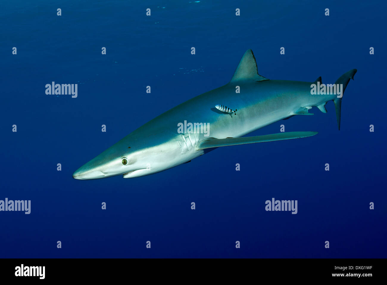 Blue Shark, Prionace glauca, Pico Island, Azores, Portugal Stock Photo ...