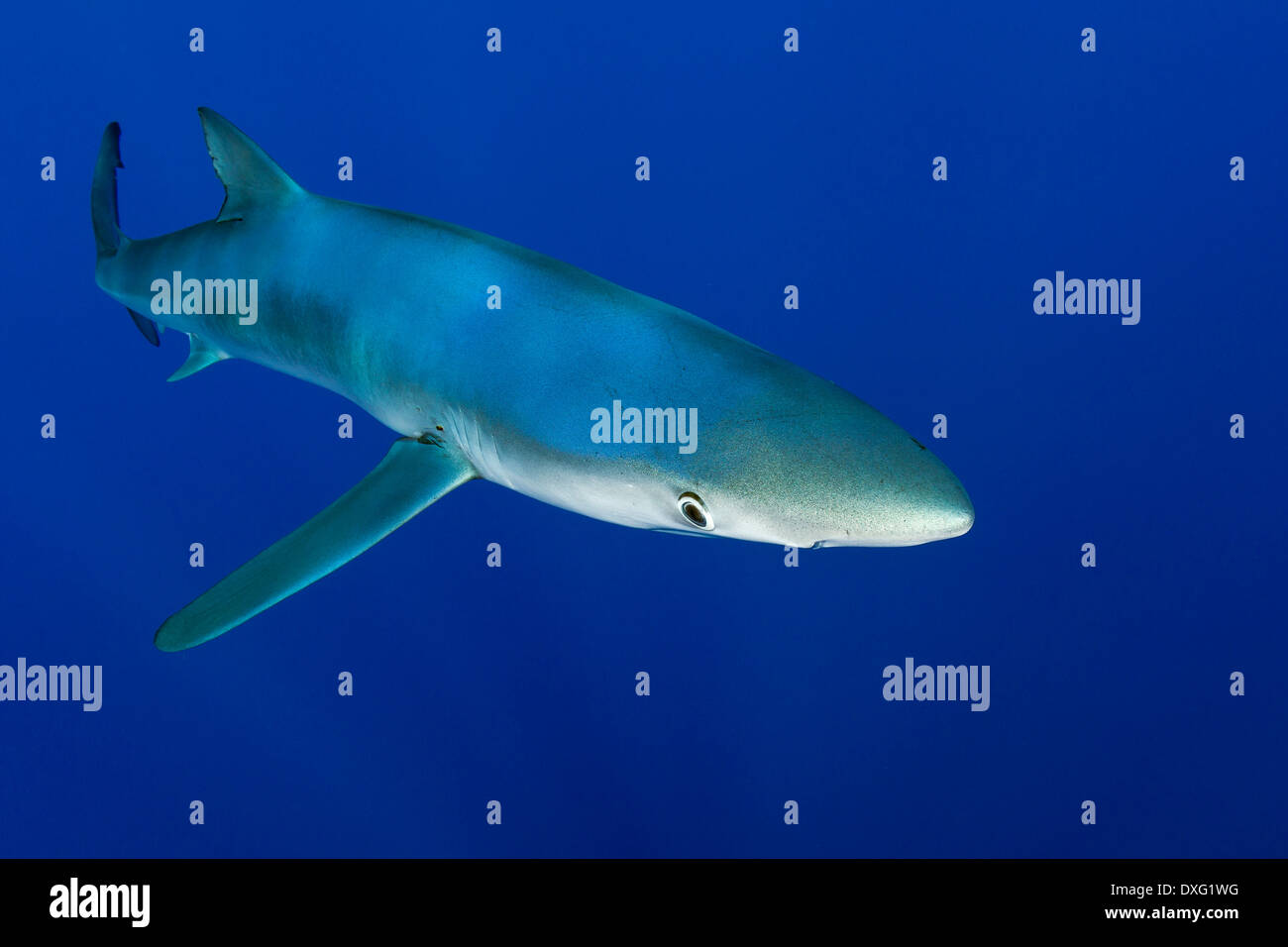 Blue Shark, Prionace glauca, Pico Island, Azores, Portugal Stock Photo ...
