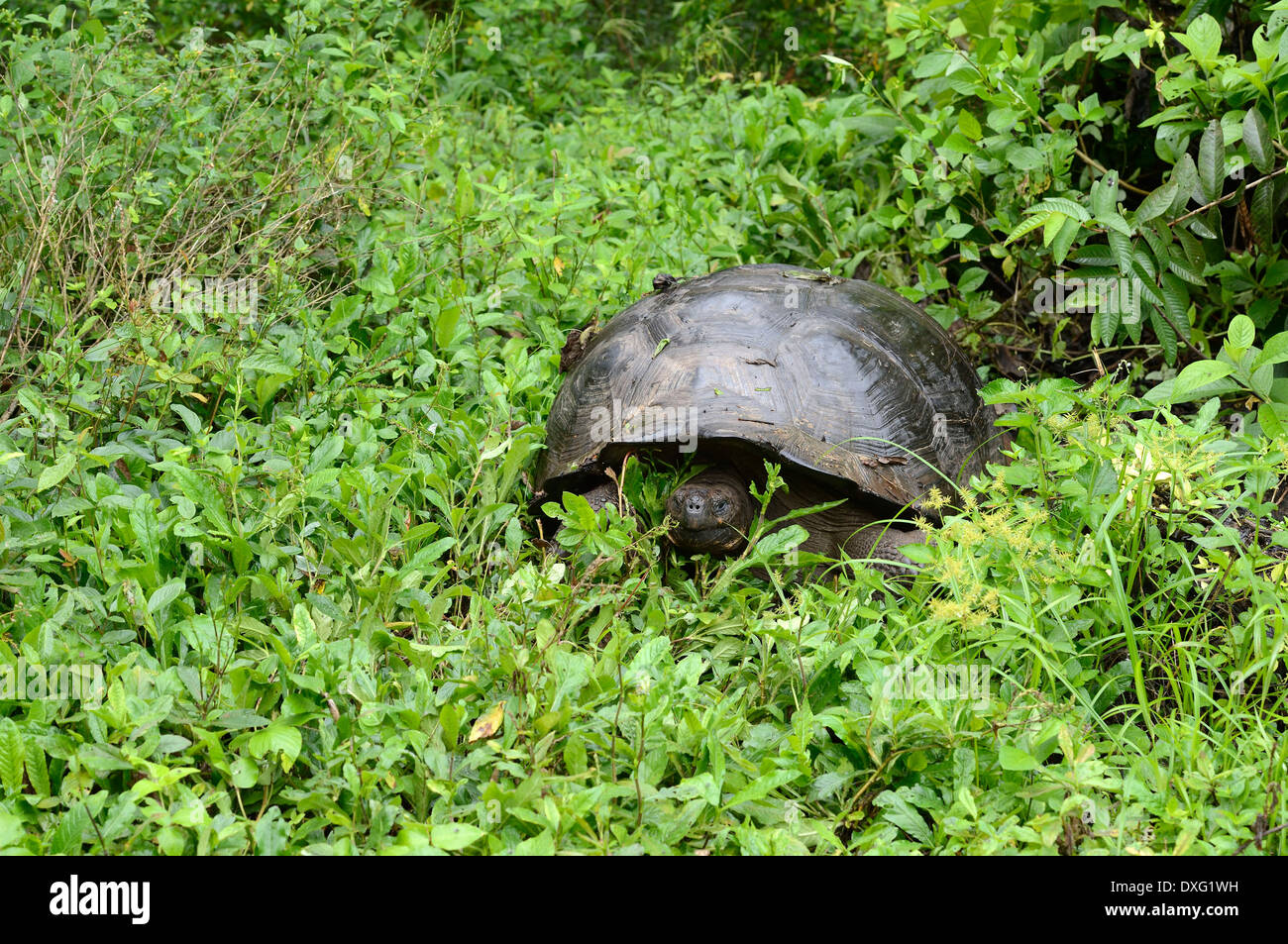 Galapagos Giant Tortoise in swamp area Santa Cruz Island Indefatigable ...