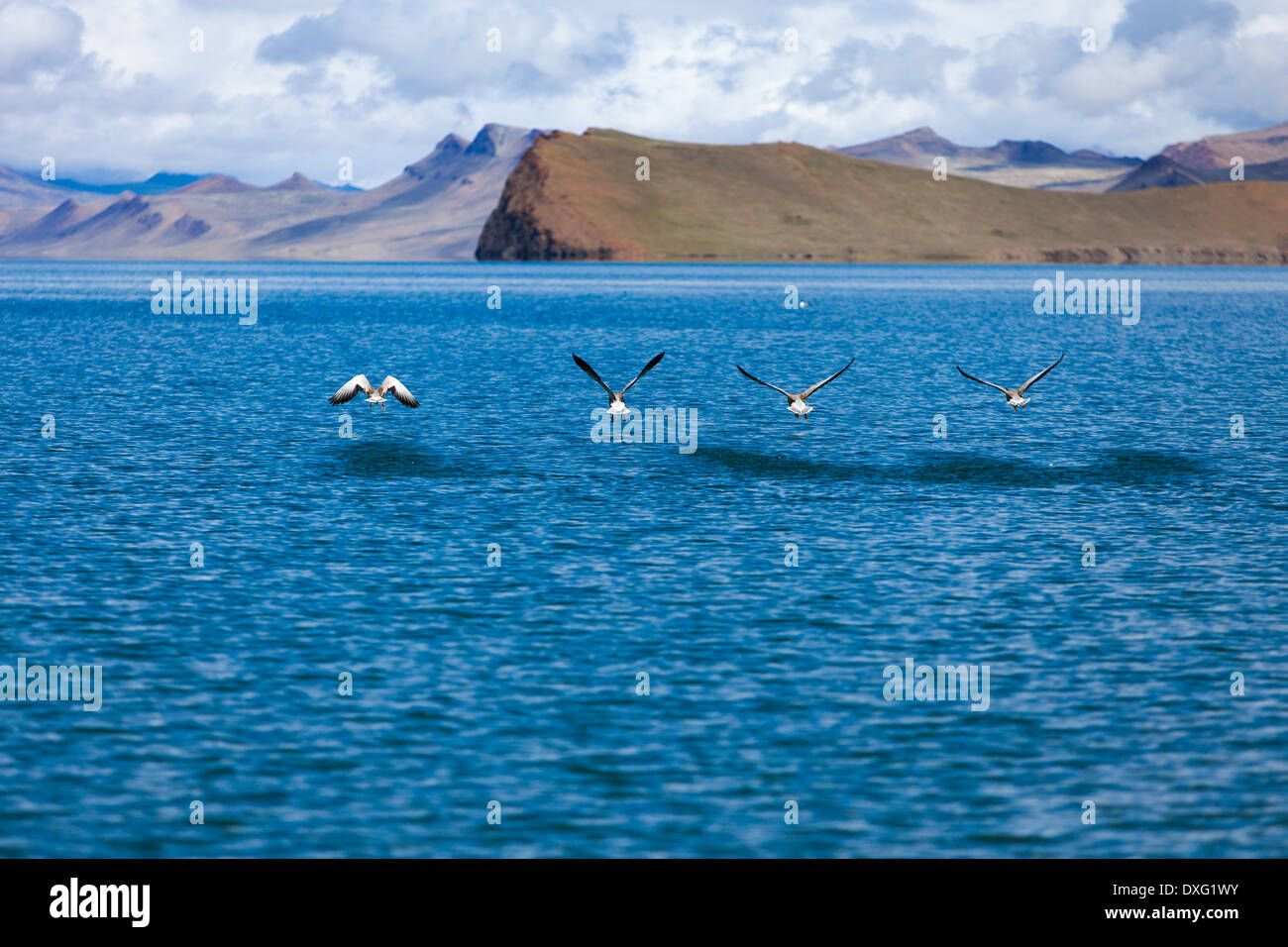 Birds flying over lake Stock Photo - Alamy