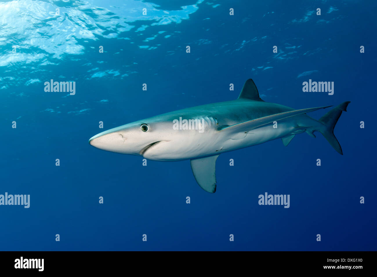 Blue Shark, Prionace glauca, Pico Island, Azores, Portugal Stock Photo ...