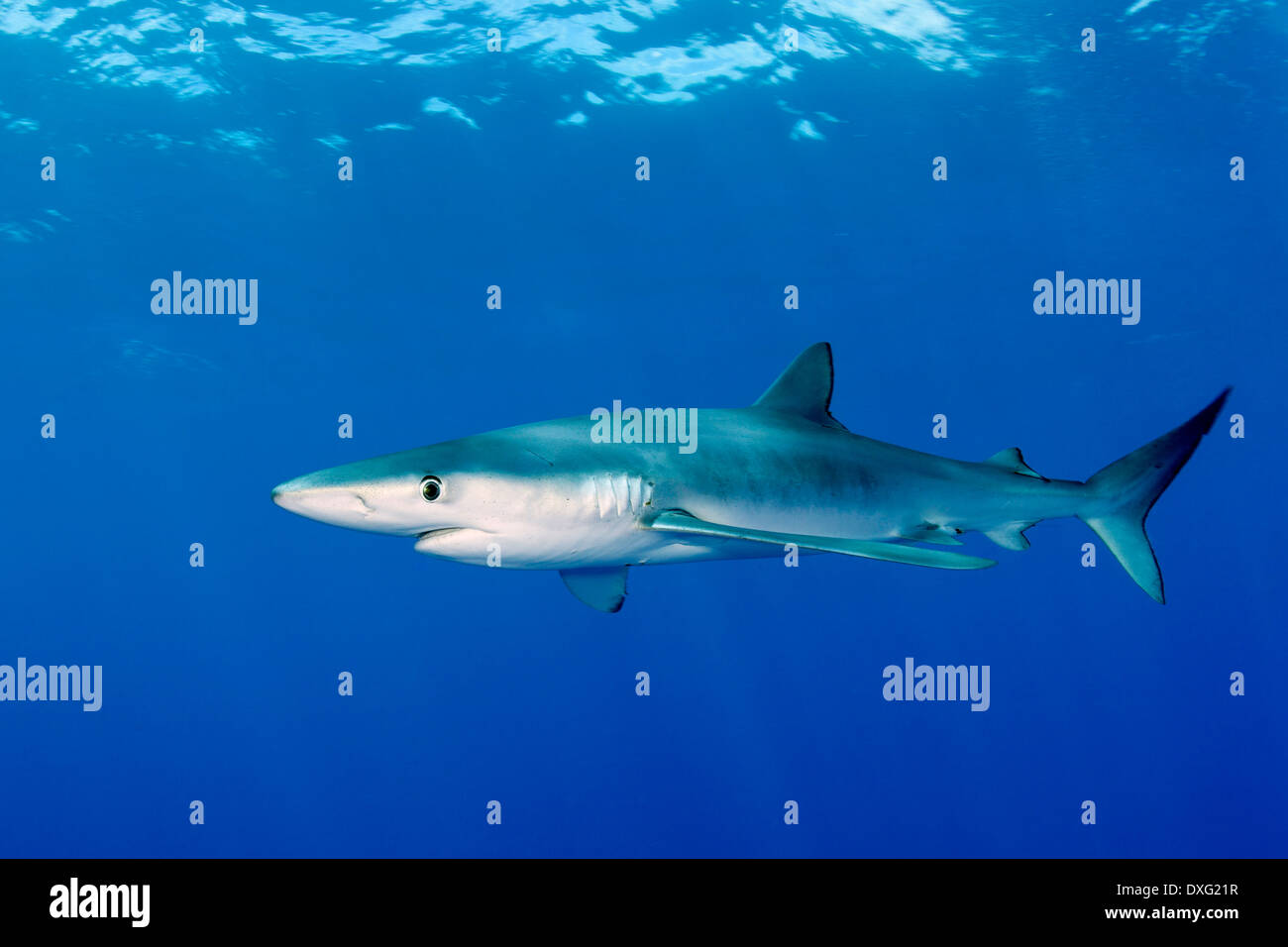 Blue Shark, Prionace glauca, Pico Island, Azores, Portugal Stock Photo ...