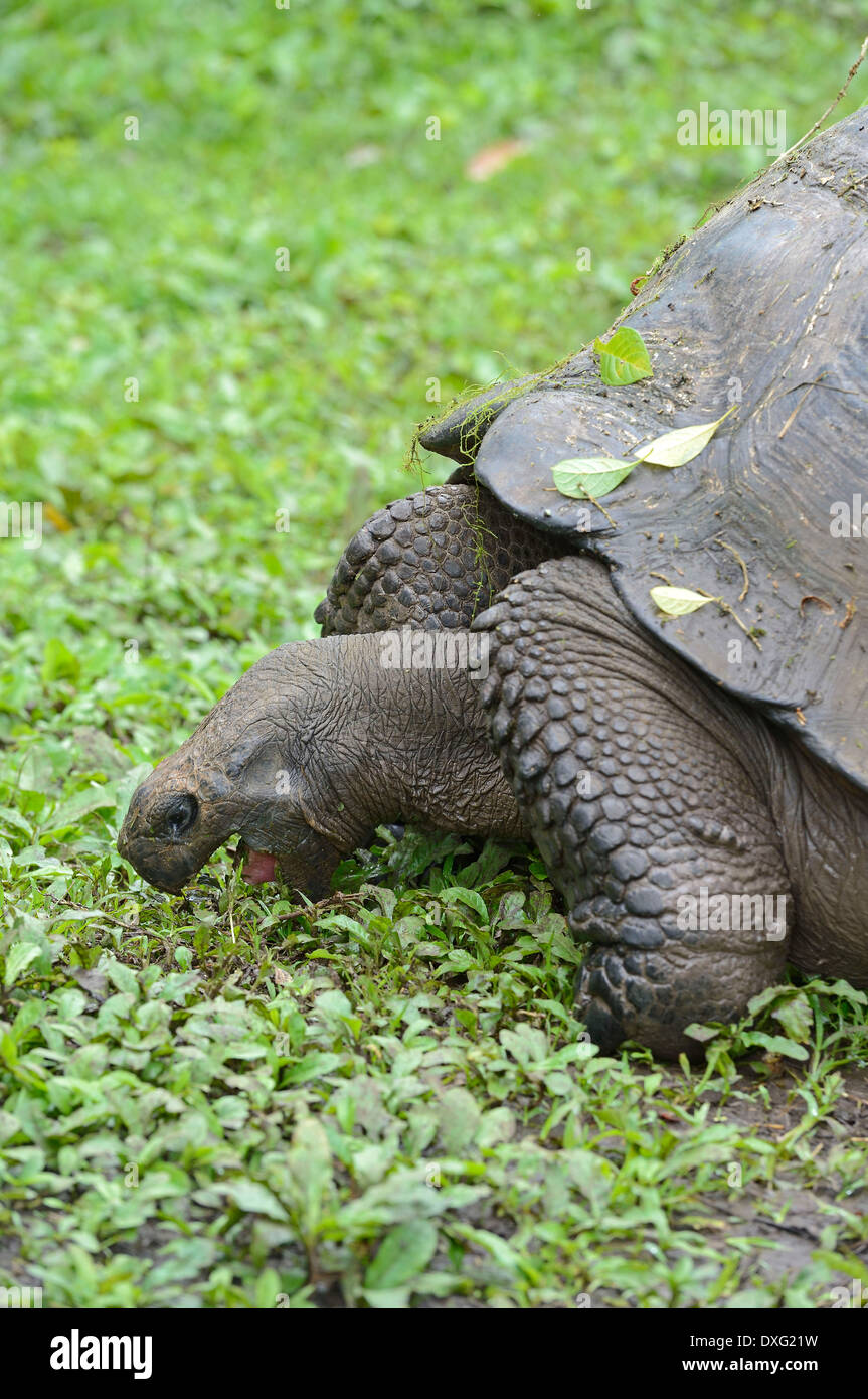 Galapagos Giant Tortoise in swamp area Santa Cruz Island Indefatigable ...