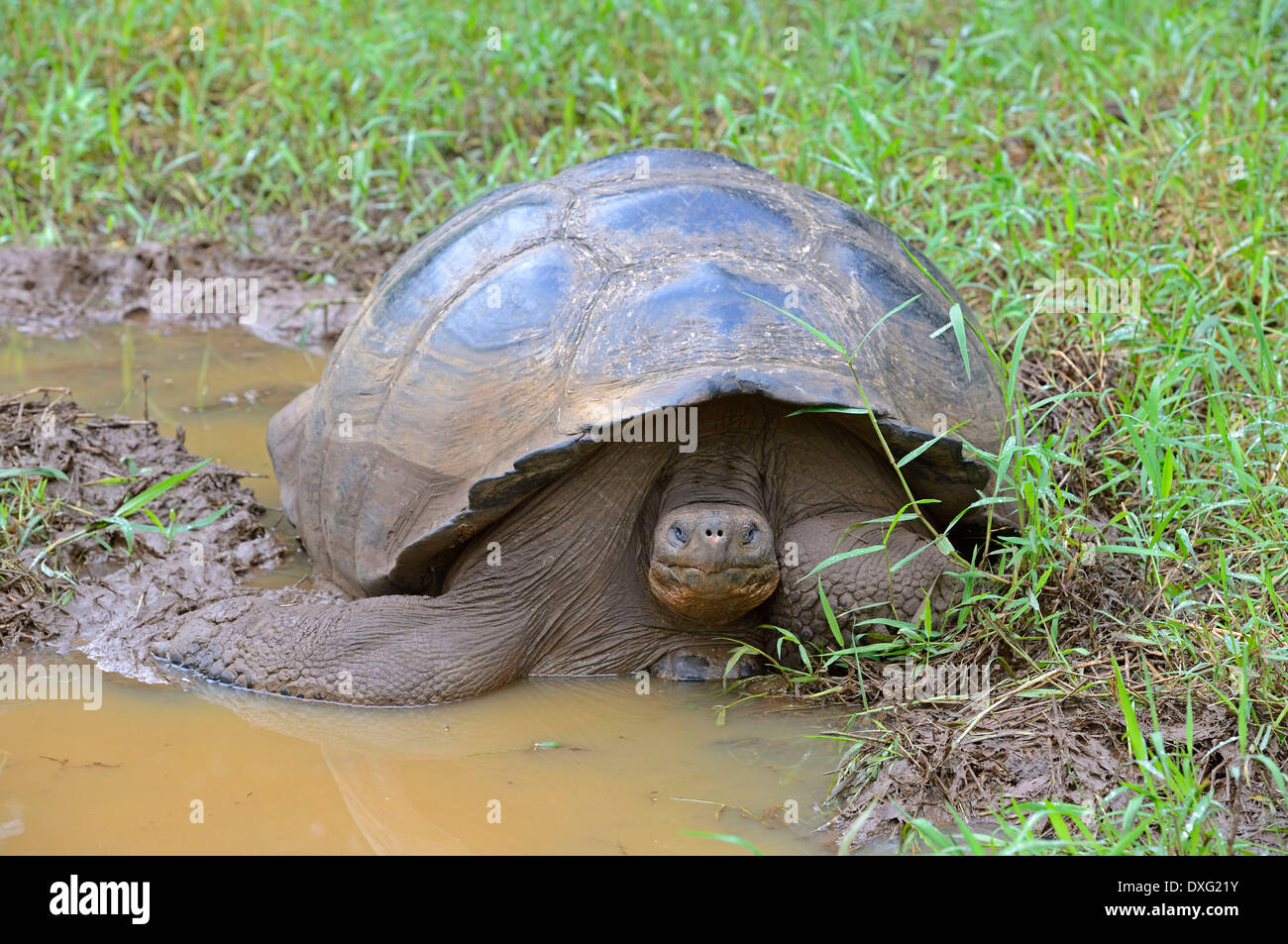 Galapagos Giant Tortoise in swamp area Santa Cruz Island Indefatigable ...