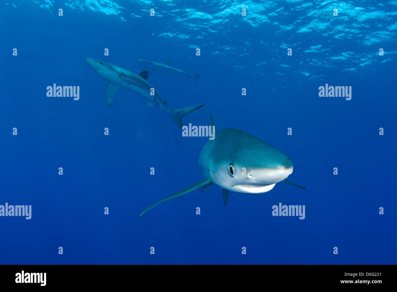 Blue Shark, Prionace glauca, Pico Island, Azores, Portugal Stock Photo ...