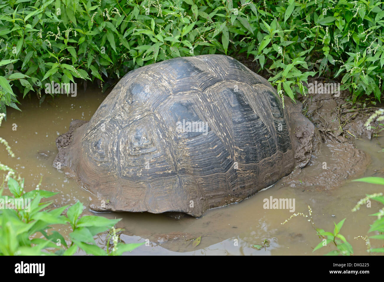 Galapagos Giant Tortoise in swamp area Santa Cruz Island Indefatigable ...