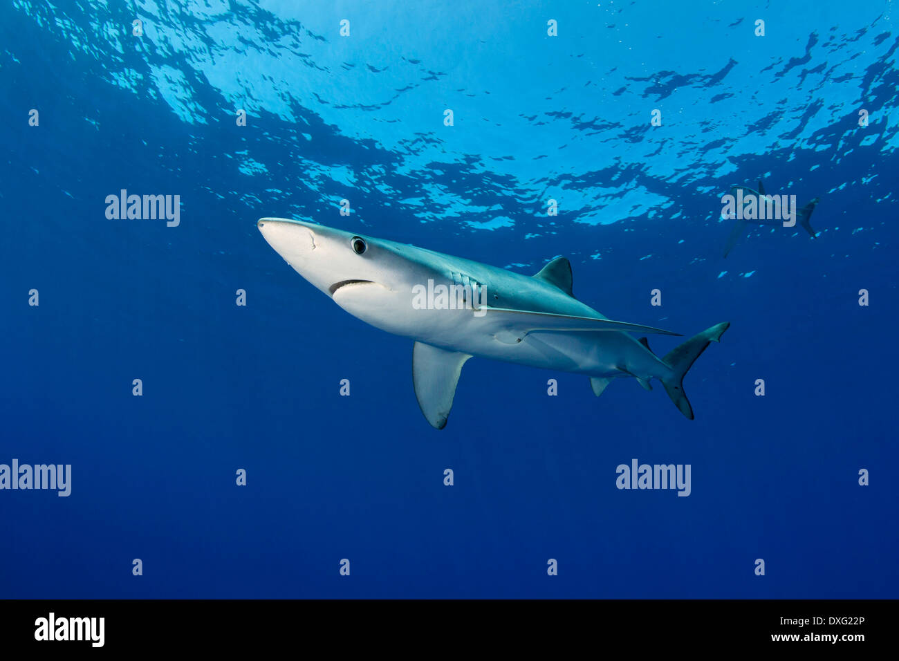 Blue Shark, Prionace glauca, Pico Island, Azores, Portugal Stock Photo ...