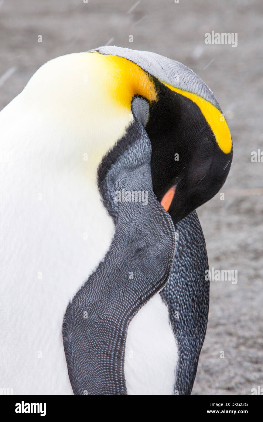 Napping penguin hi-res stock photography and images - Alamy