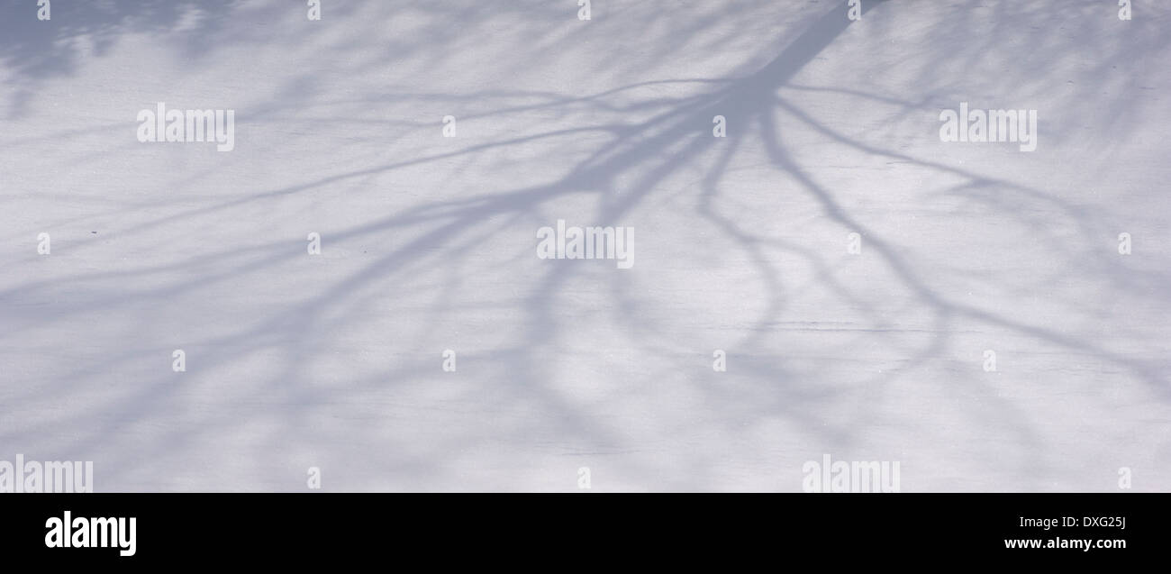 Shadow of a bare tree on the snow Stock Photo - Alamy
