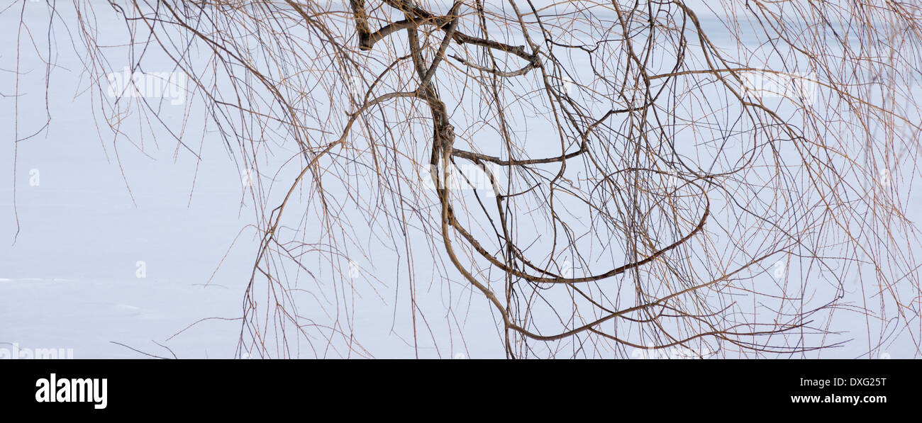 Bare willow tree branches against snow Stock Photo - Alamy