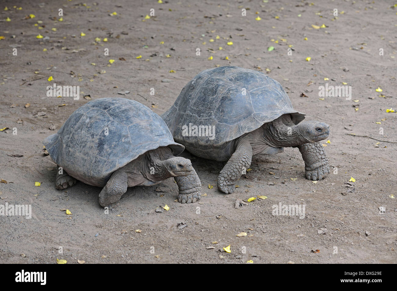 Galapagos Giant Tortoises Isabela Island subspecies Galapagos Islands ...